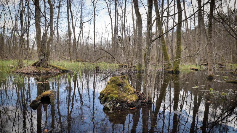 Spring Flood in a Floodplain Forest 1 Stock Video - Video of park ...