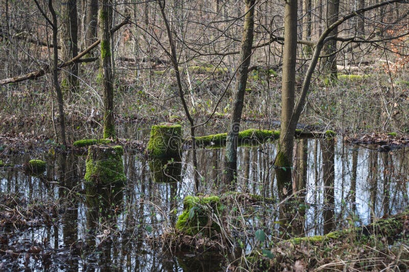 Spring Flood in a Floodplain Forest and Reflection of Trees in the ...