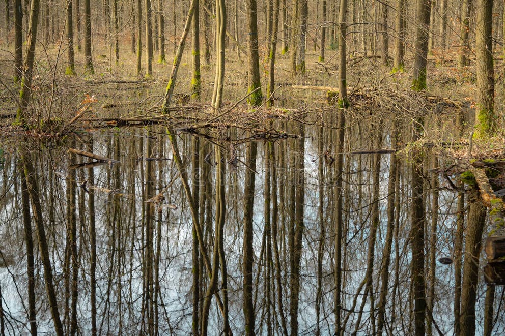 Spring Flood in a Floodplain Forest and Reflection of Trees in the ...