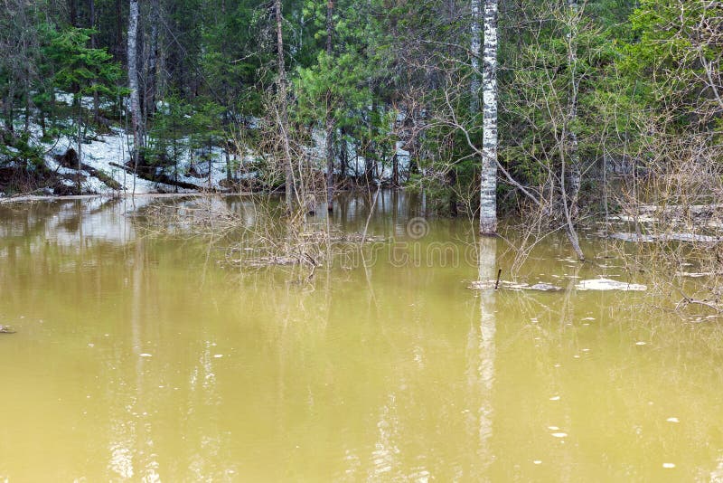 Spring flood in the forest stock image. Image of melting - 247323659