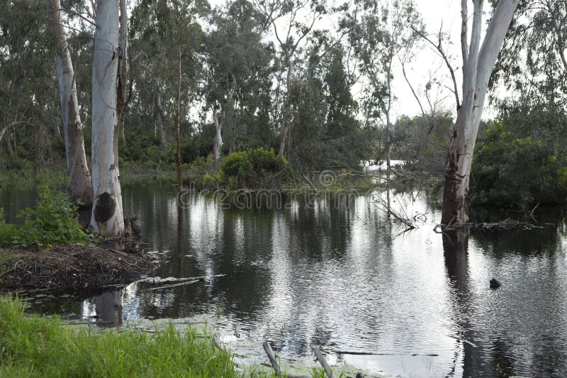 Spring Flood after Heavy Rains in a Eucalyptus Grove Stock Photo ...
