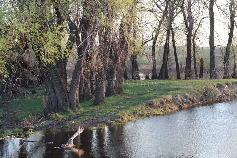 Spring flood in oak wood stock image. Image of lake - 168803879