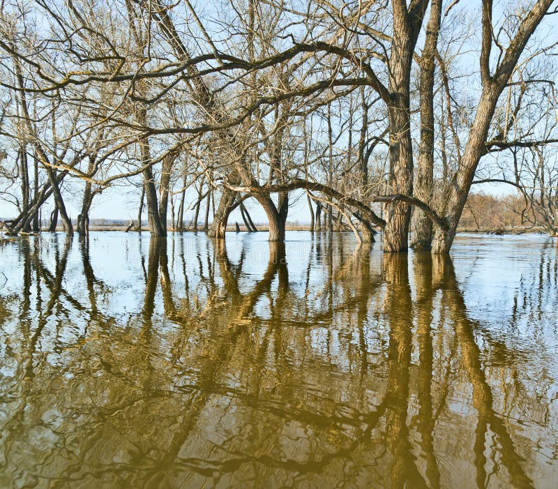 Spring flood stock photo. Image of branch, overflow, bright - 37273916