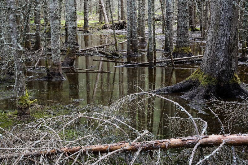 Spring flood stock image. Image of spring, stream, tree - 235334433