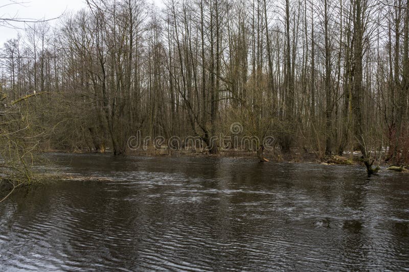 Spring flood on the river. stock photo. Image of water - 314870654