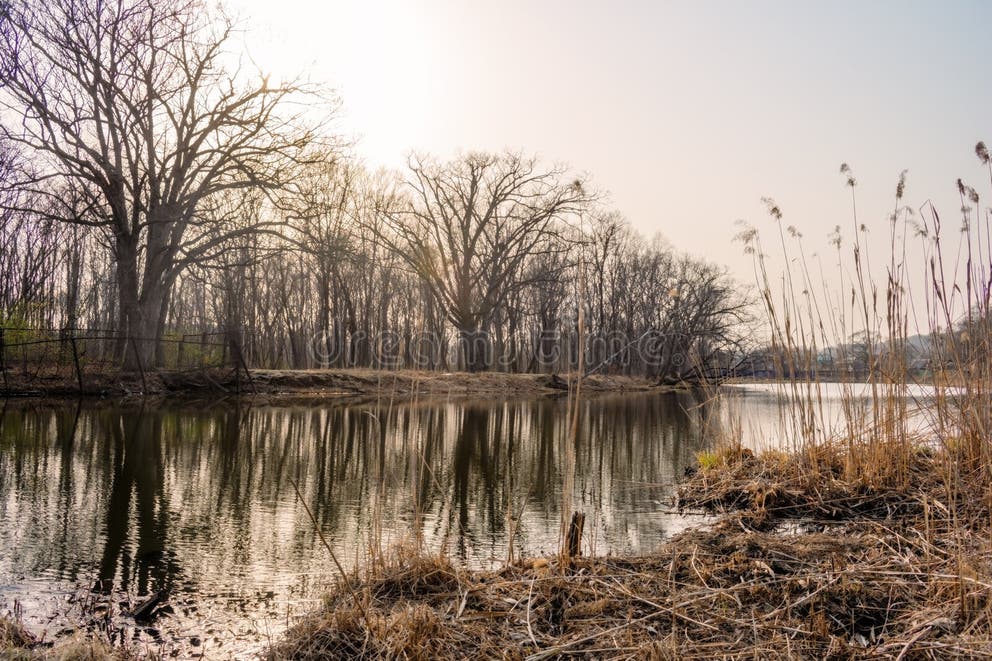 Spring Flood of the River with Bare Trees on the Shore. Stock Image ...