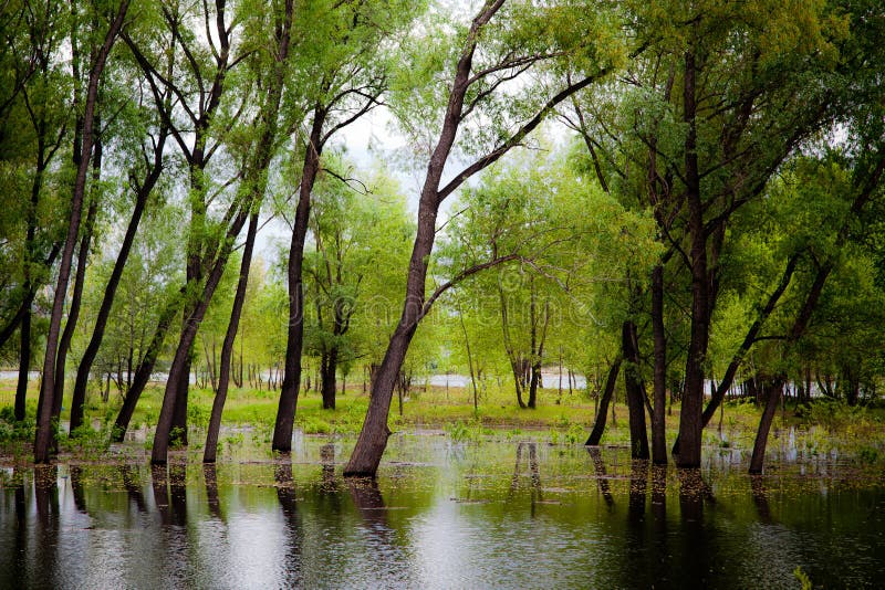 The spring flood. stock image. Image of wood, tree, scene - 181178077