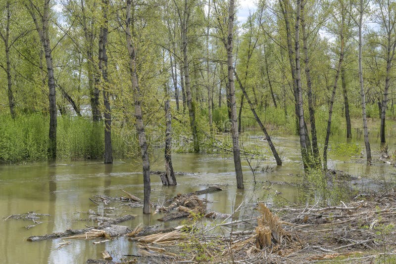 Spring Flood. River Overflowed and Tumbled Down Trees Stock Image ...