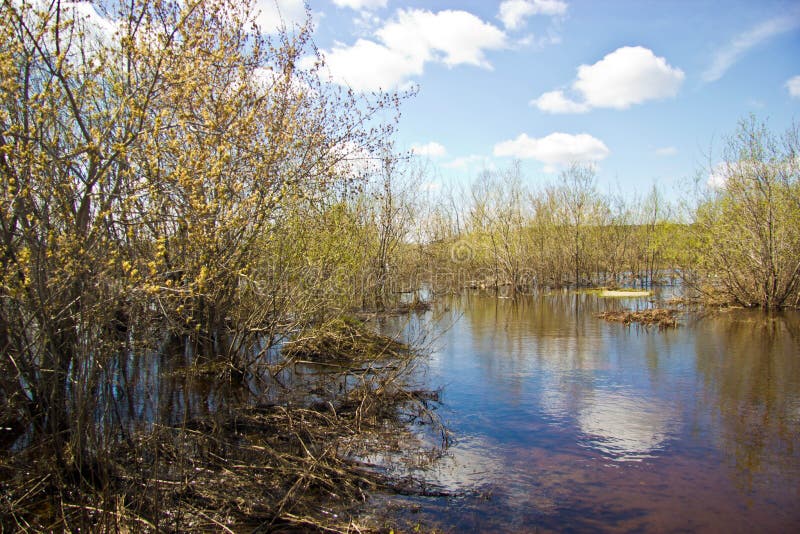 Spring flood stock photo. Image of pond, sunlight, leaf - 241249450