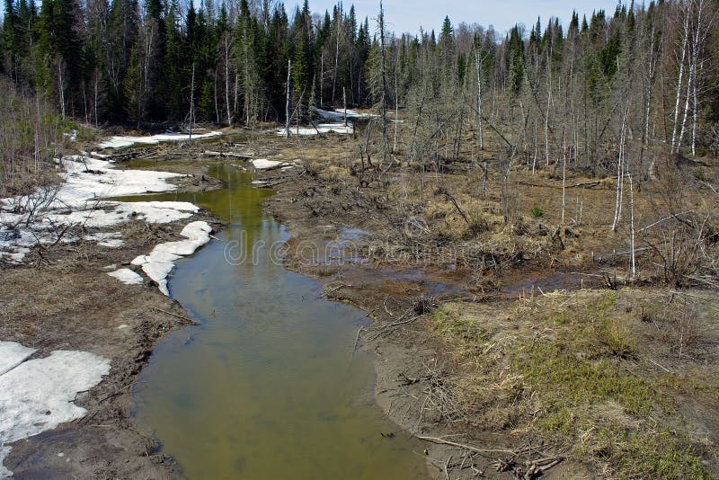 The Spring Flood in the Siberian Taiga Stock Image - Image of snow ...