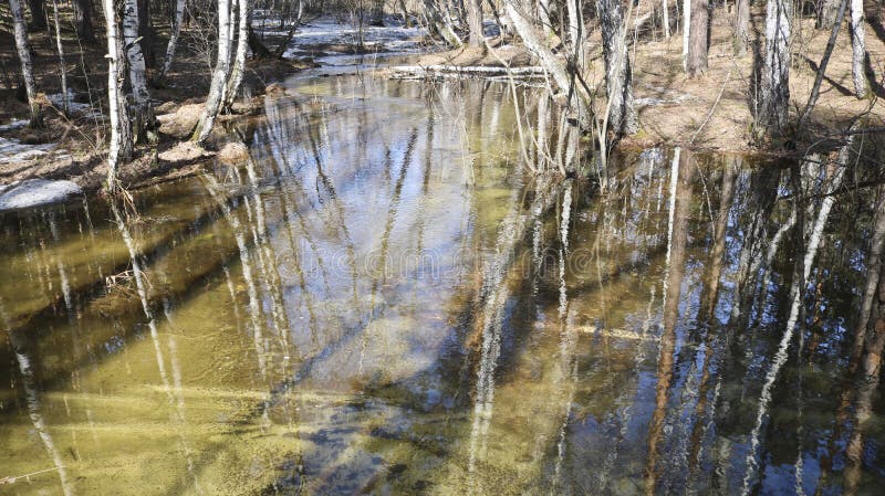 Spring Flood - a Small River Overflowed from Melting Snow in the Forest ...