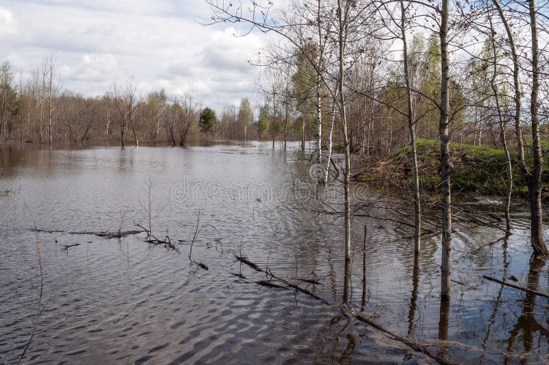 Spring Flood, Trees Submerged in Water Stock Image - Image of river ...