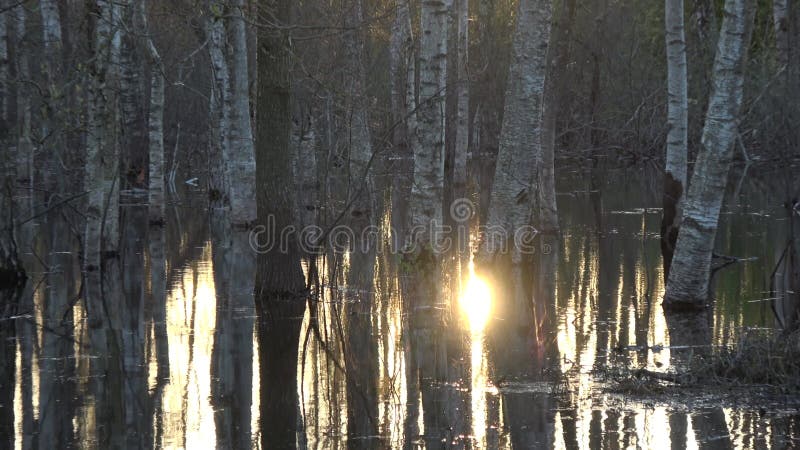 Spring Flood Water in Evening Forest Stock Video - Video of water ...