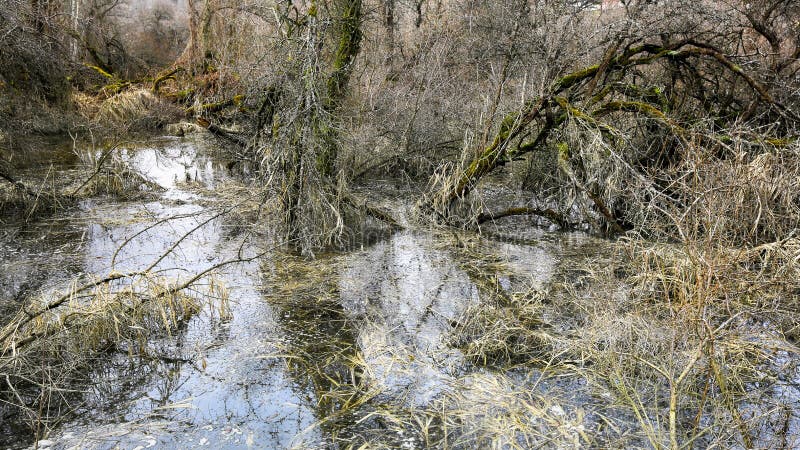 Spring flood stock image. Image of nature, tree, reserve - 179004959