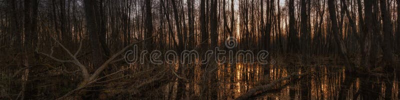 Spring Flooded Forest with Bare Trees Reflected on the Water in the ...