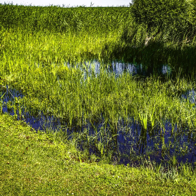 Spring Flooding of the Coast Stock Photo - Image of grass, tree: 275116744