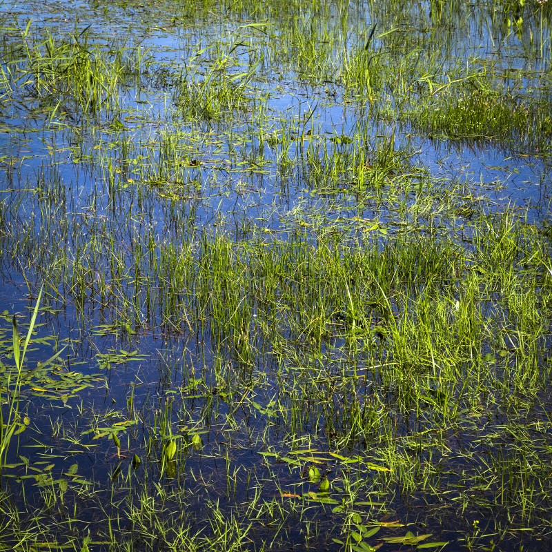 Spring Flooding of the Coast Stock Photo - Image of scenic, scene ...