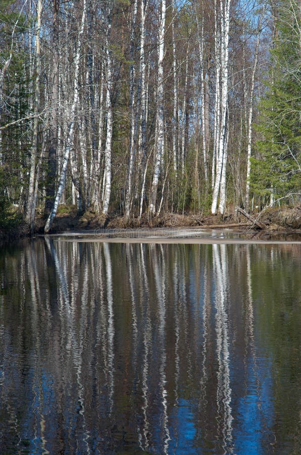 Spring Flooding ,Reflection of Trees in Water Stock Photo - Image of ...