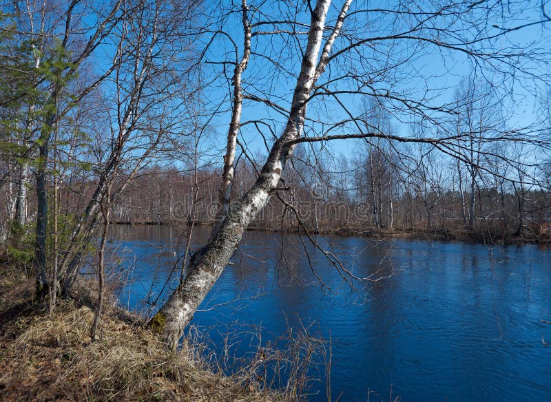 Spring Flooding on the River Stock Image - Image of landscape, taiga ...