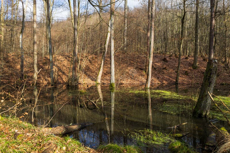 Spring Floodplain Forest Landscape. Water in the Woods between the ...