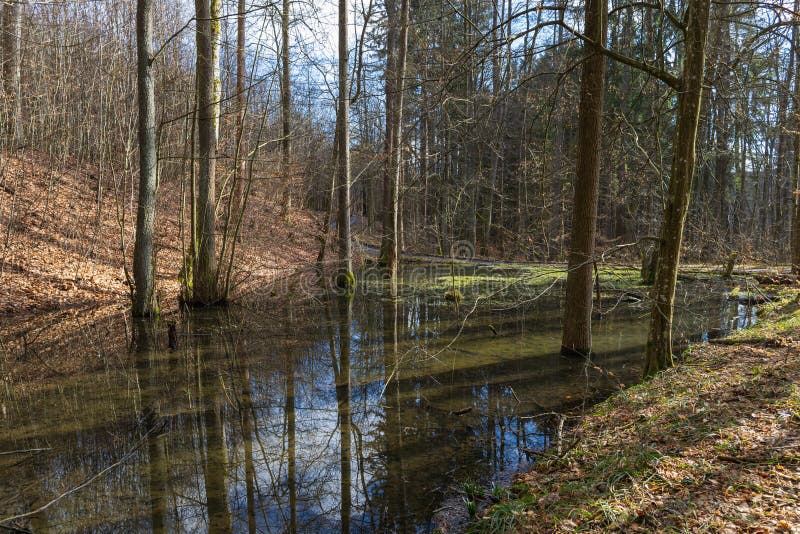 Spring Floodplain Forest Landscape. Water in the Woods between the ...