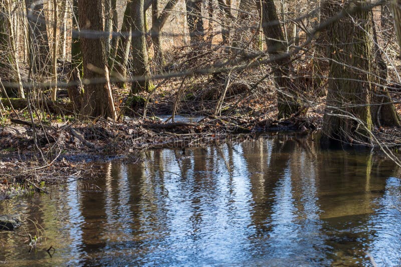 Spring Floodplain Forest Landscape. Water in the Woods between the ...