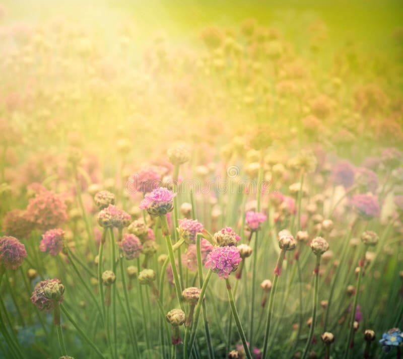 Spring or Summer Abstract Season Nature Background Stock Photo - Image ...