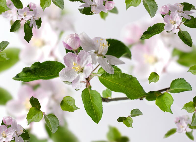 Spring Floral Background with Apple Tree Flowers Isolated on White ...