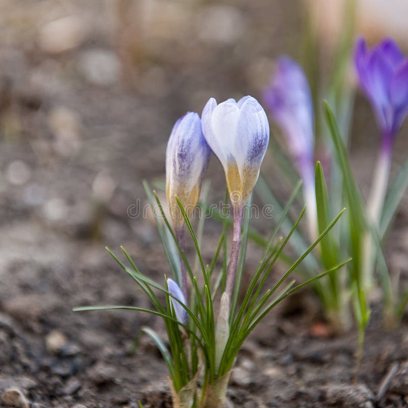 Spring Floral Background / Crocuses Stock Photo - Image of time, march ...