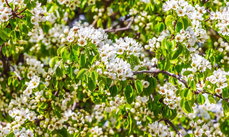 Spring Floral Background with Flowers Pear among Green Leaves_ Stock ...