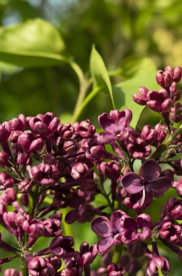 Spring Floral Background. Macro Object, Close-up. Sunny Spring Light ...
