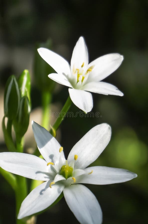 Spring Floral Background. Macro Object, Close-up. Sunny Spring Light ...