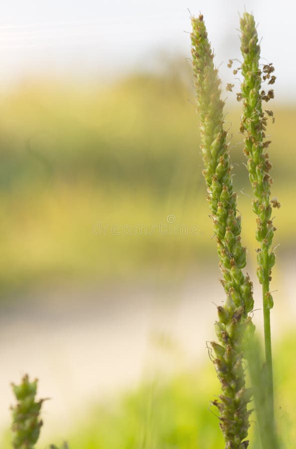 Spring Floral Background. Macro Object, Close-up. Sunny Spring Light ...