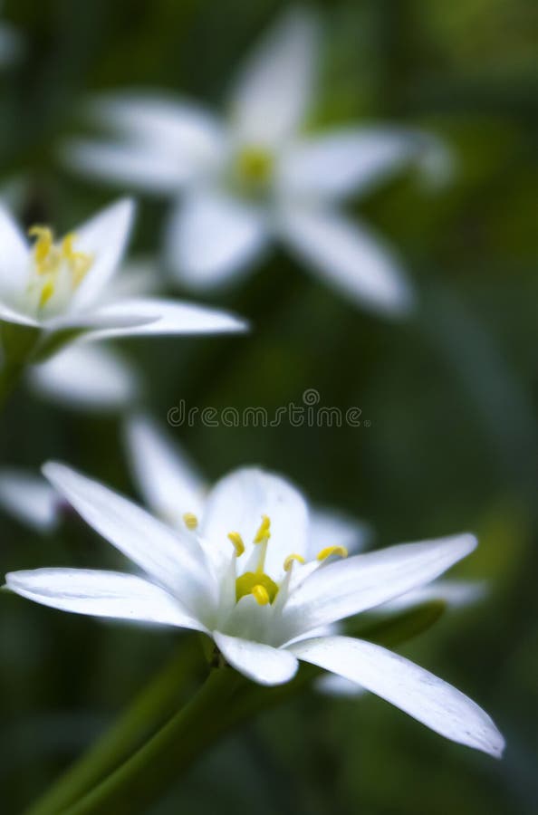 Spring Floral Background. Macro Object, Close-up. Sunny Spring Light ...