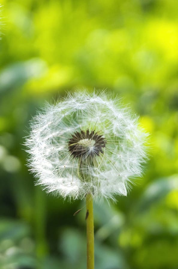 Spring Floral Background. Macro Object, Close-up. Sunny Spring Light ...