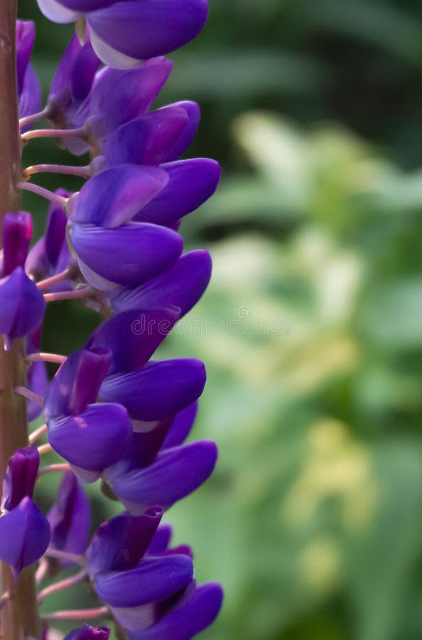 Spring Floral Background. Macro Object, Close-up. Sunny Spring Light ...