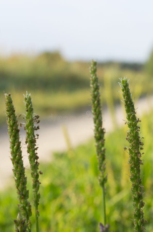 Spring Floral Background. Macro Object, Close-up. Sunny Spring Light ...
