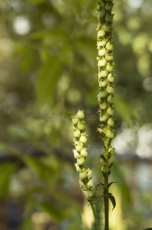 Spring Floral Background. Macro Object, Close-up. Sunny Spring Light ...
