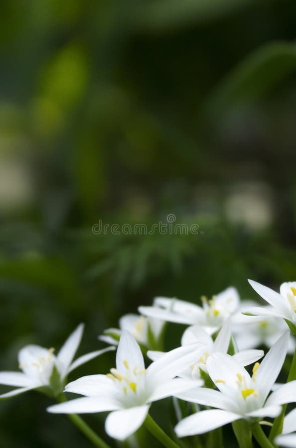 Spring Floral Background. Macro Object, Close-up. Sunny Spring Light ...