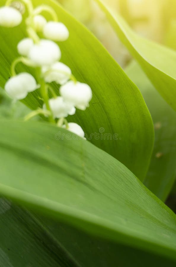 Spring Floral Background. Macro Object, Close-up. Sunny Spring Light ...