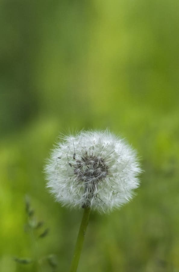 Spring Floral Background. Macro Object, Close-up. Sunny Spring Light ...