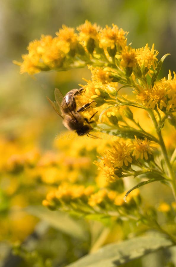 Spring Floral Background. Macro Object, Close-up. Sunny Spring Light ...