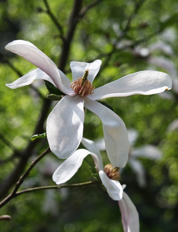 Spring Floral Background with Magnolia Flowers Stock Image - Image of ...