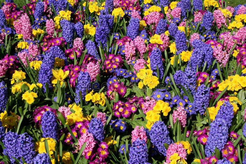 Spring Floral Display. stock photo. Image of garden, display - 2312830