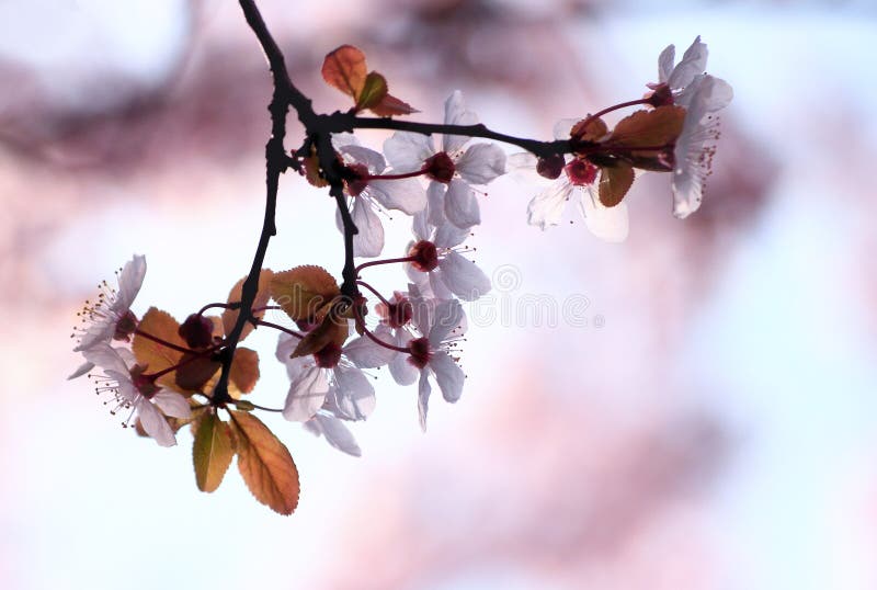 Spring floral splendor stock photo. Image of trees, flowering - 89816780