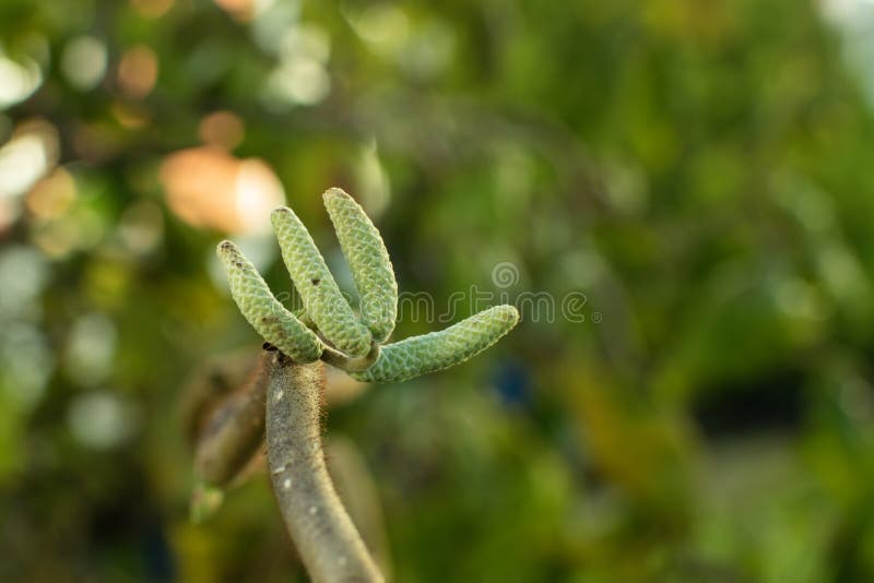 Spring, flourishes plants stock image. Image of color - 237945735