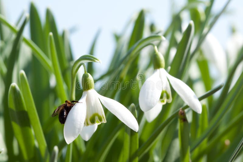 Spring flower stock image. Image of plant, background - 13916469