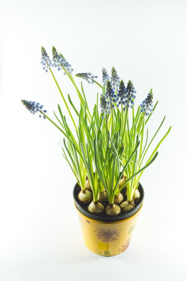 Spring flower stock image. Image of home, spring, flower - 17923211