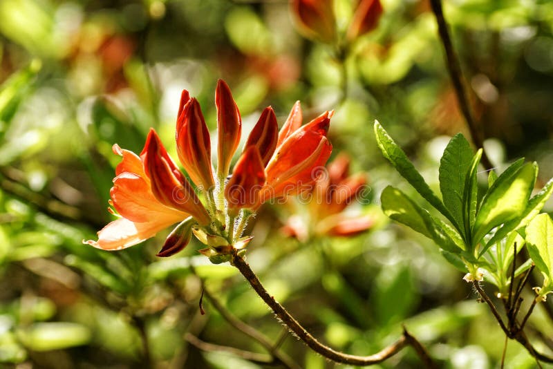 Fresh Spring Flowers on a Coloured Background Stock Photo - Image of ...