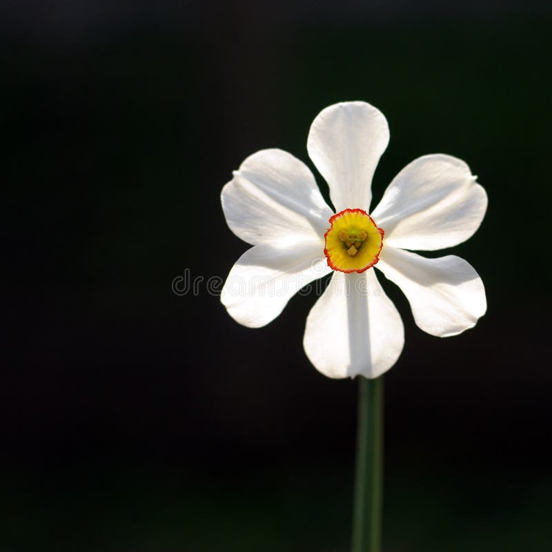 Spring Flower Picture. Image: 4797508